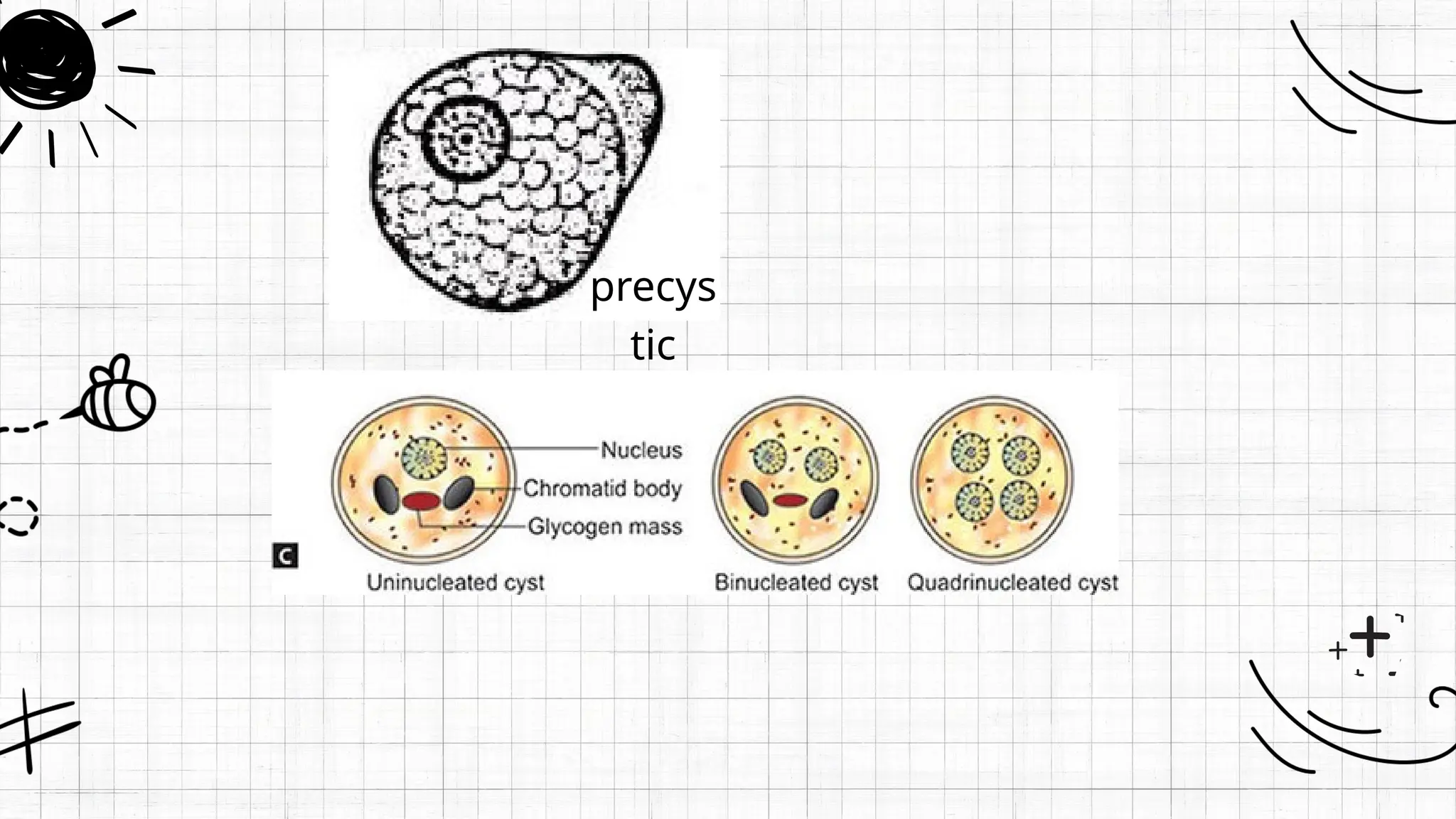 Entamoeba histolytica - Amoebiasis- morphology , pathogenesis & life ...