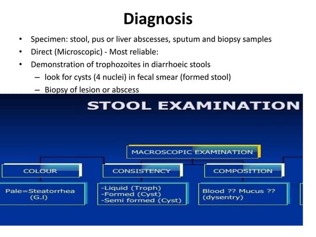 Entamoeba histolytica_2.pdf notes for medical students | PDF