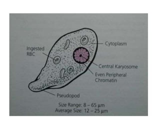 Entamoeba Slide