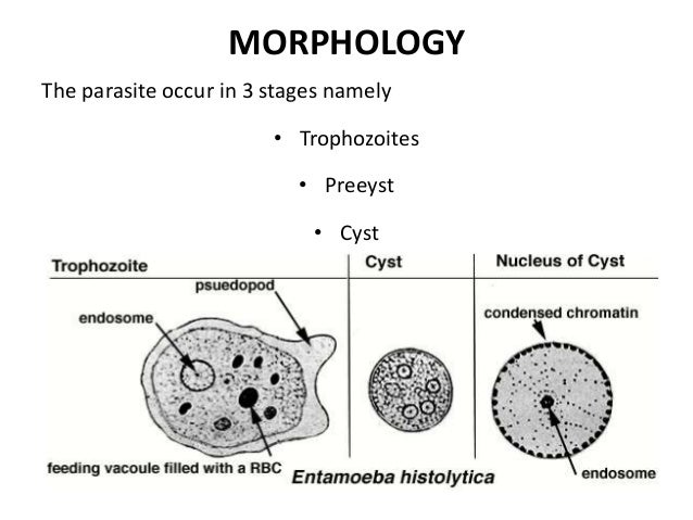 Entamoeba Coli Morphology Entamoeba Histolytica Wikipedia