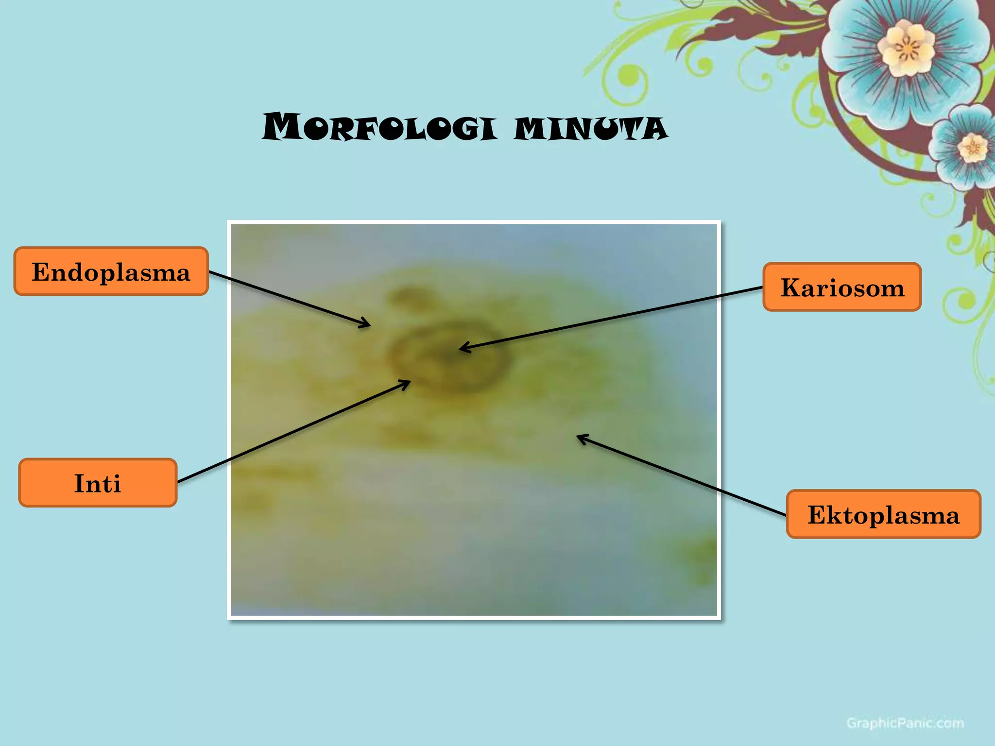 Entamoeba hystolitica & entamoeba coli | PPTX
