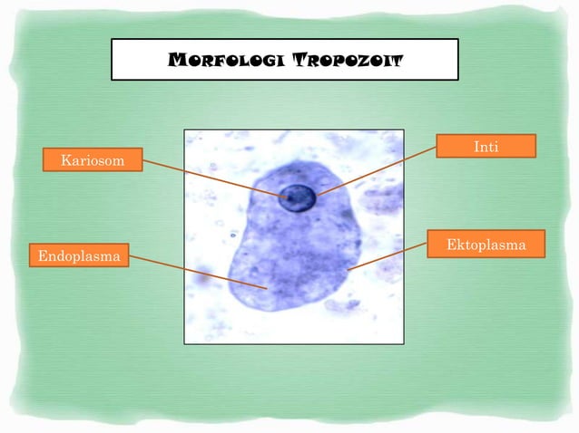 Entamoeba hystolitica & entamoeba coli | PPTX