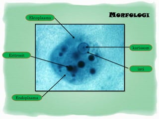 Entamoeba hystolitica & entamoeba coli | PPTX