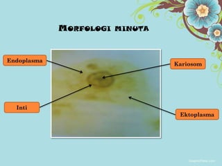 Entamoeba hystolitica & entamoeba coli | PPTX