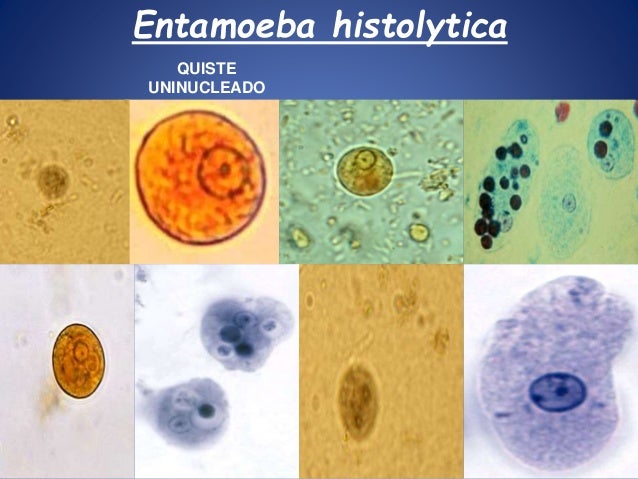 Entamoebas
