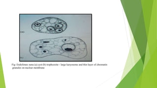 Entamoebidae | PPTX