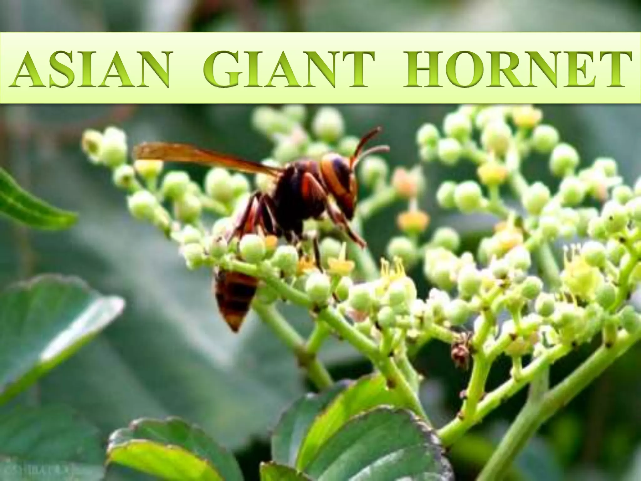Asian Giant Hornet | PPT