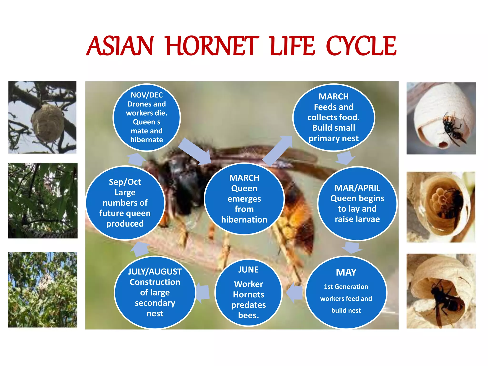 Asian Giant Hornet | PPT