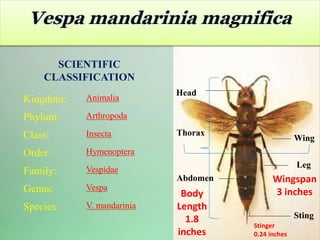 Asian Giant Hornet | PPTX