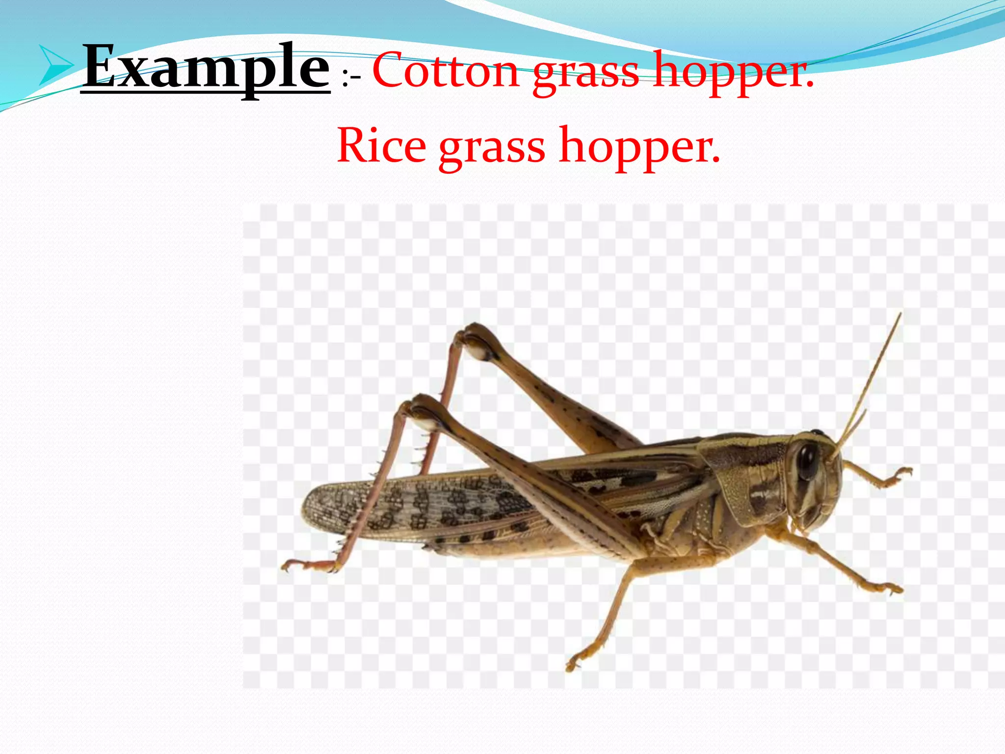 orthoptera order of insect and its classification. | PPTX