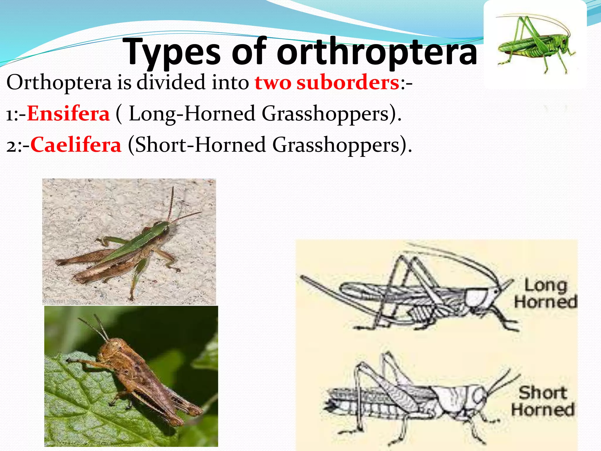 orthoptera order of insect and its classification. | PPTX