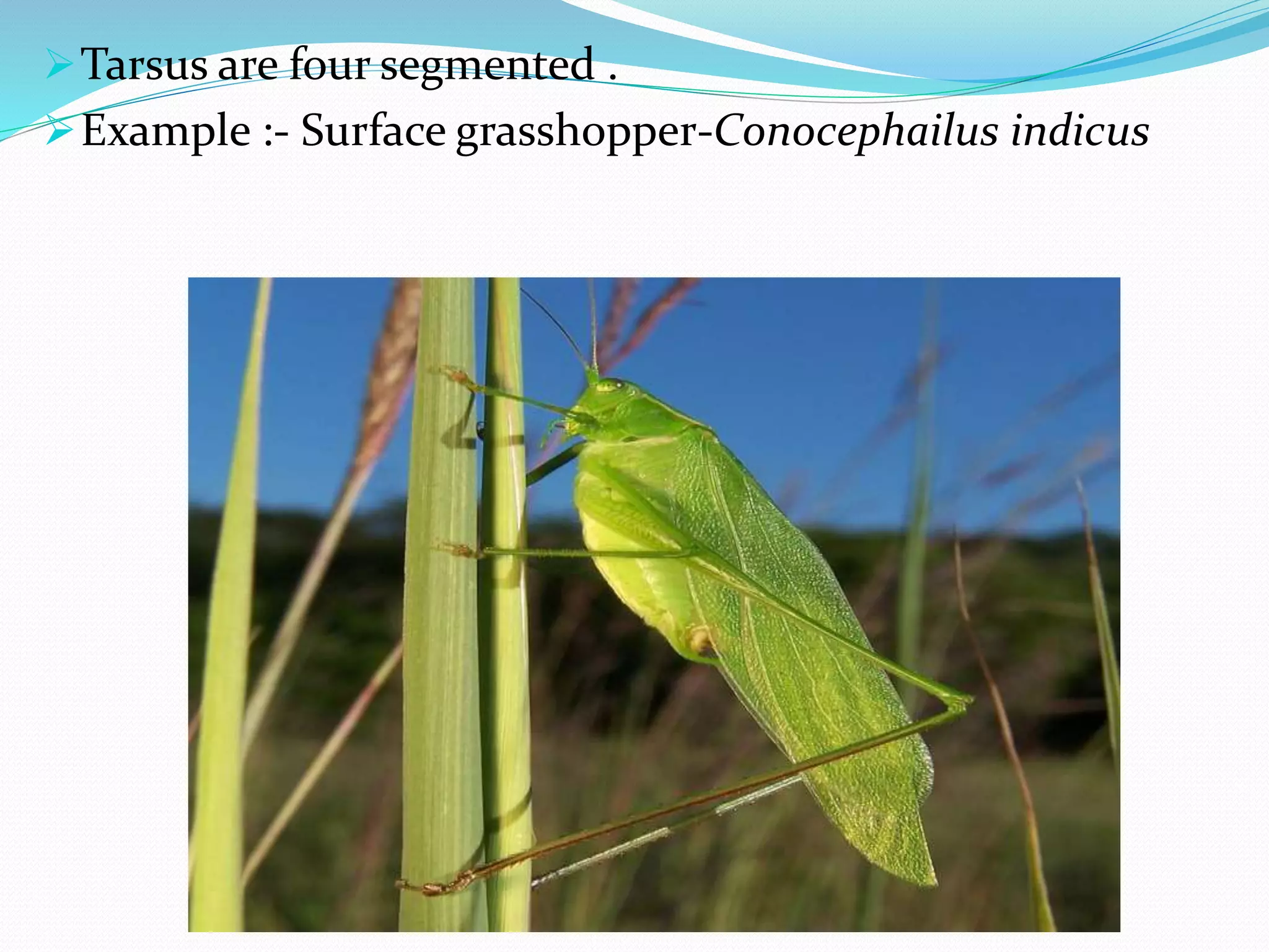 orthoptera order of insect and its classification. | PPTX