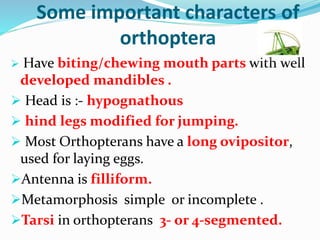 orthoptera order of insect and its classification. | PPTX