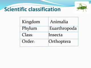 orthoptera order of insect and its classification. | PPTX