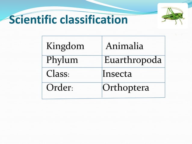 orthoptera order of insect and its classification. | PPTX | Food & Drink