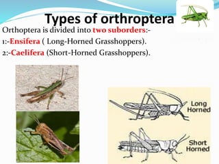 orthoptera order of insect and its classification. | PPTX