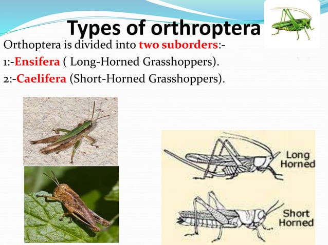 orthoptera order of insect and its classification. | PPTX | Food & Drink