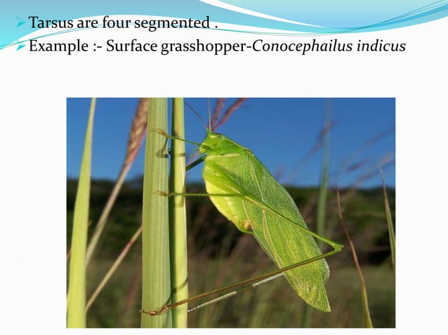 orthoptera order of insect and its classification. | PPTX | Food & Drink