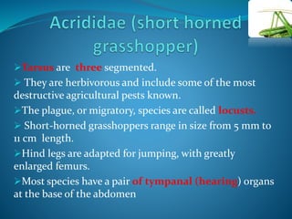 orthoptera order of insect and its classification. | PPTX