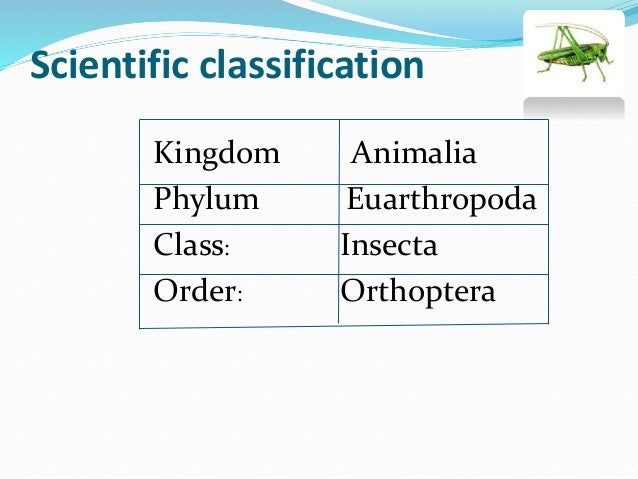 orthoptera order of insect and its classification.