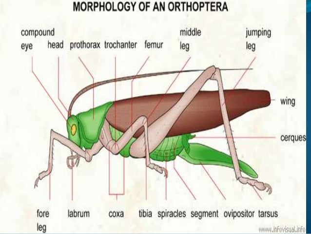 orthoptera order of insect and its classification.