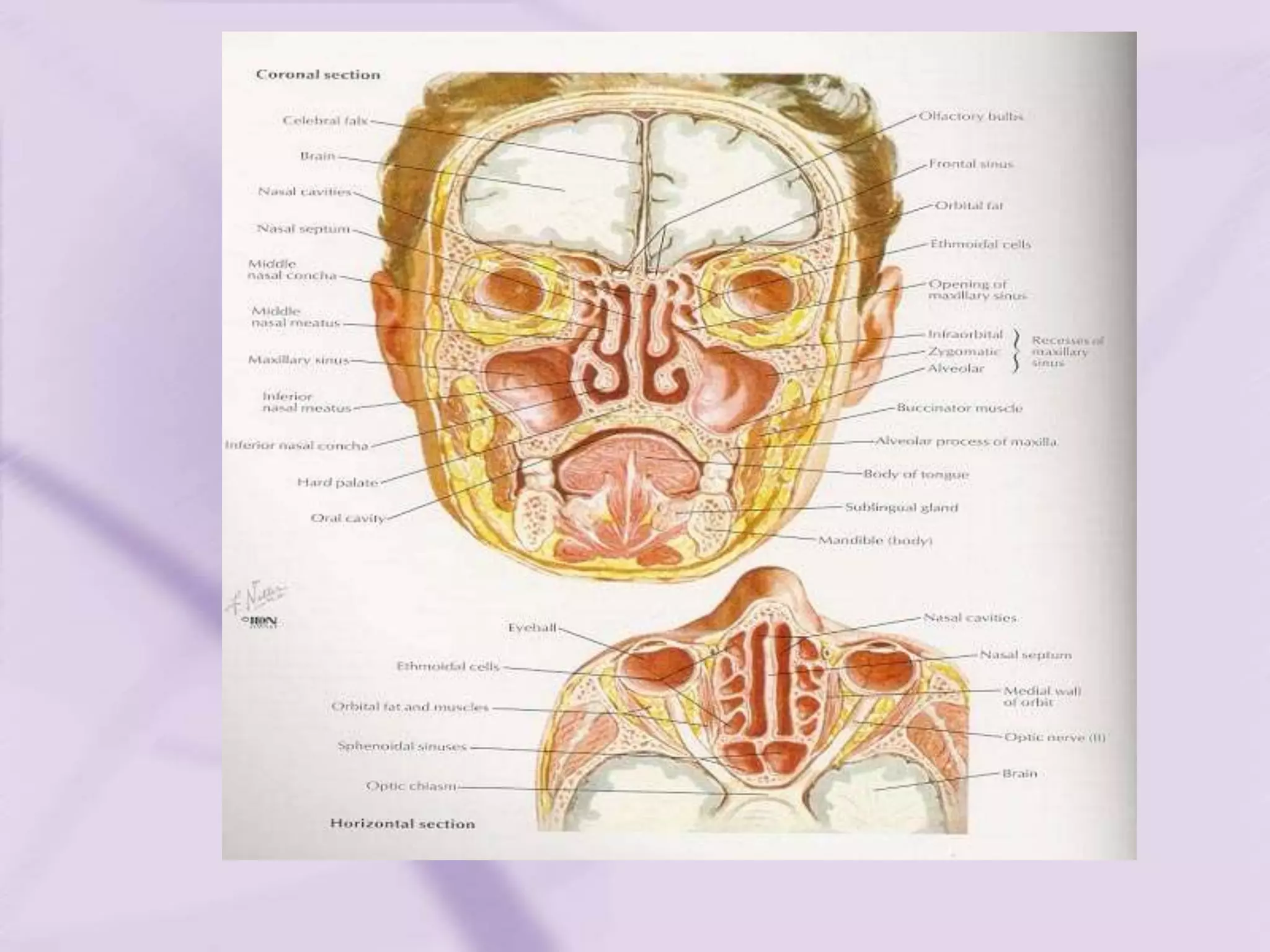 ENT anatomy. Bak | PPT | Ear, Nose and Throat Conditions | Diseases and ...