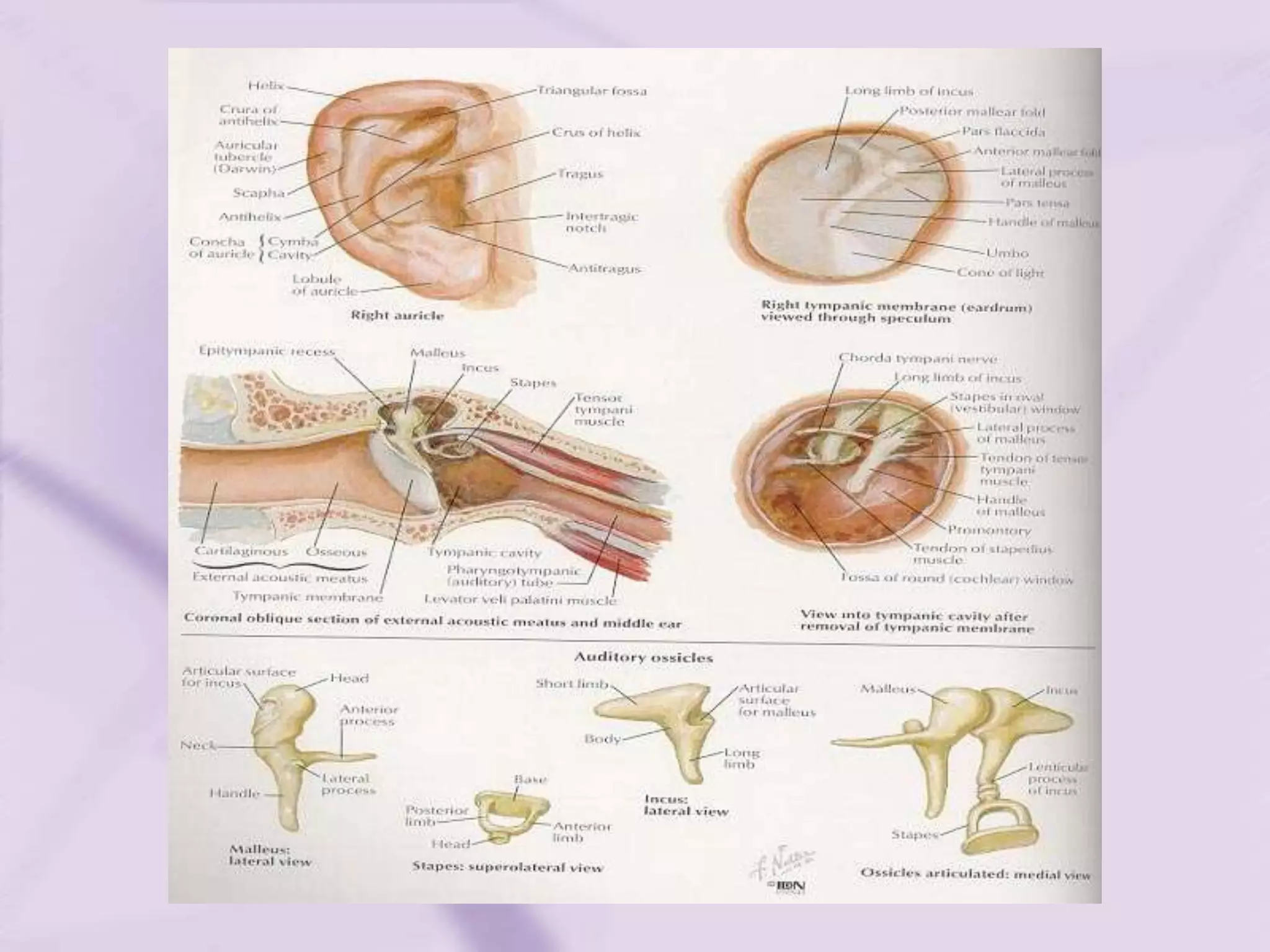 ENT anatomy. Bak | PPT | Ear, Nose and Throat Conditions | Diseases and ...