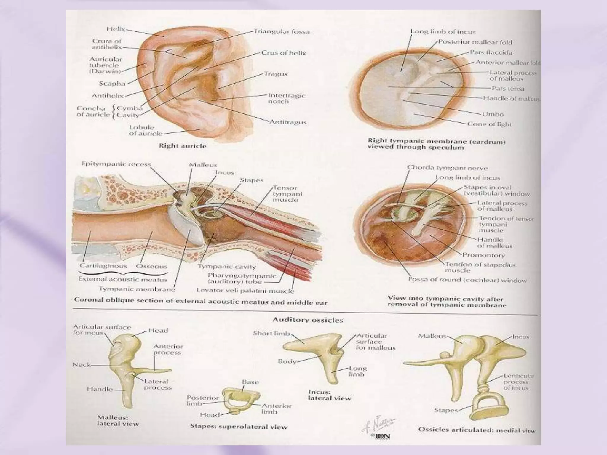 ENT anatomy. Bak | PPT | Ear, Nose and Throat Conditions | Diseases and ...