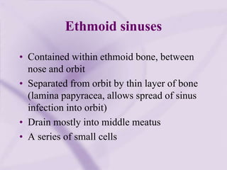 ENT anatomy. Bak | PPT