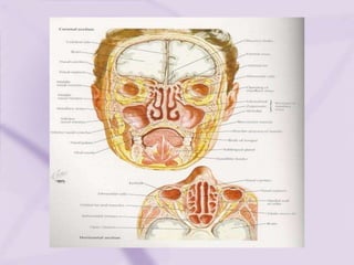 ENT anatomy. Bak | PPT | Ear, Nose and Throat Conditions | Diseases and ...