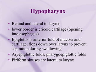 ENT anatomy. Bak | PPT | Ear, Nose and Throat Conditions | Diseases and ...