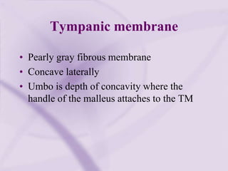 ENT anatomy. Bak | PPT