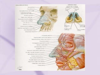 ENT anatomy. Bak | PPT | Ear, Nose and Throat Conditions | Diseases and ...