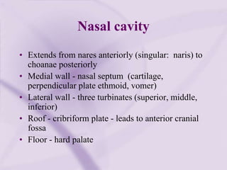 ENT anatomy. Bak | PPT | Ear, Nose and Throat Conditions | Diseases and ...