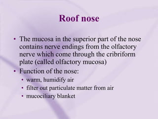 ENT anatomy. Bak | PPT | Ear, Nose and Throat Conditions | Diseases and ...