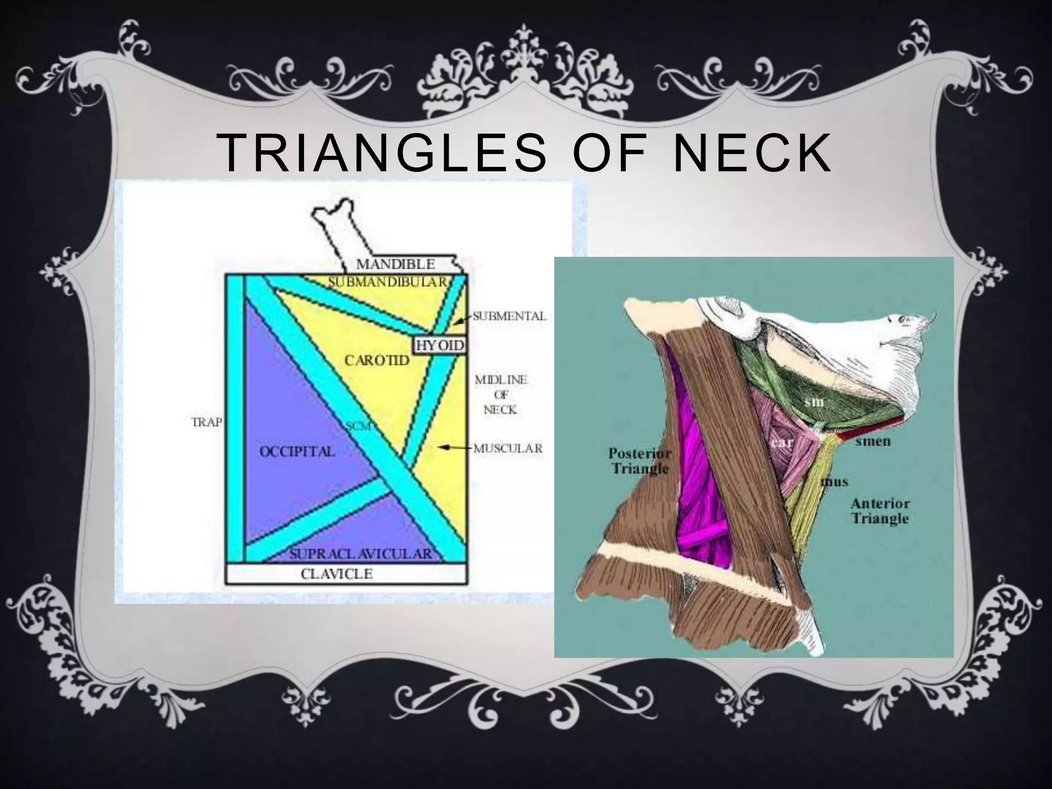 anatomy of oral cavity & pharynx | PPTX