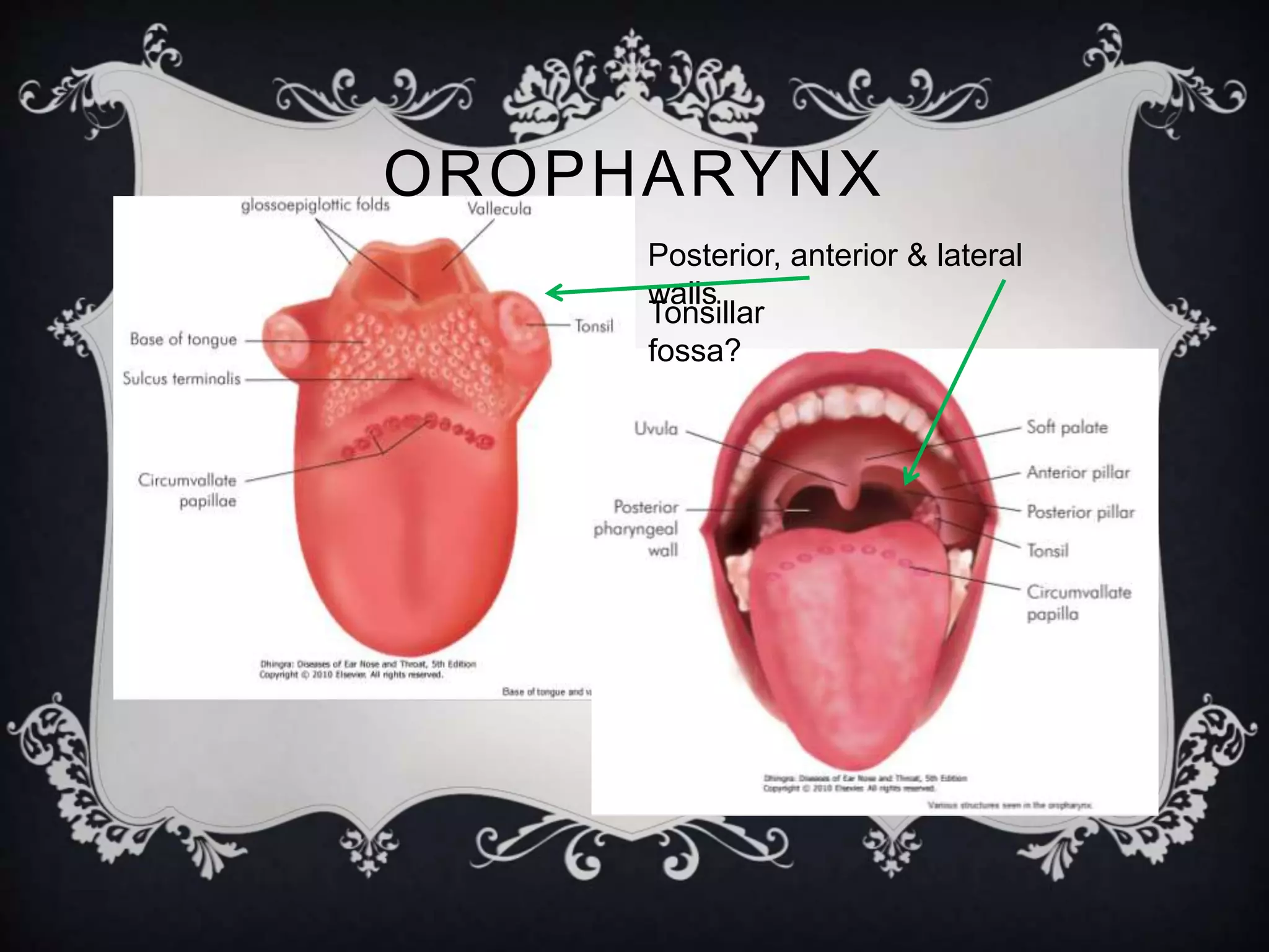 anatomy of oral cavity & pharynx | PPTX