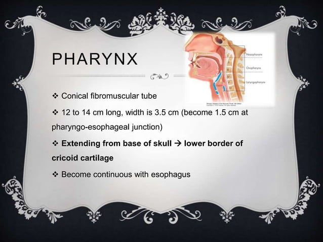 anatomy of oral cavity & pharynx | PPTX
