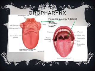 anatomy of oral cavity & pharynx | PPTX