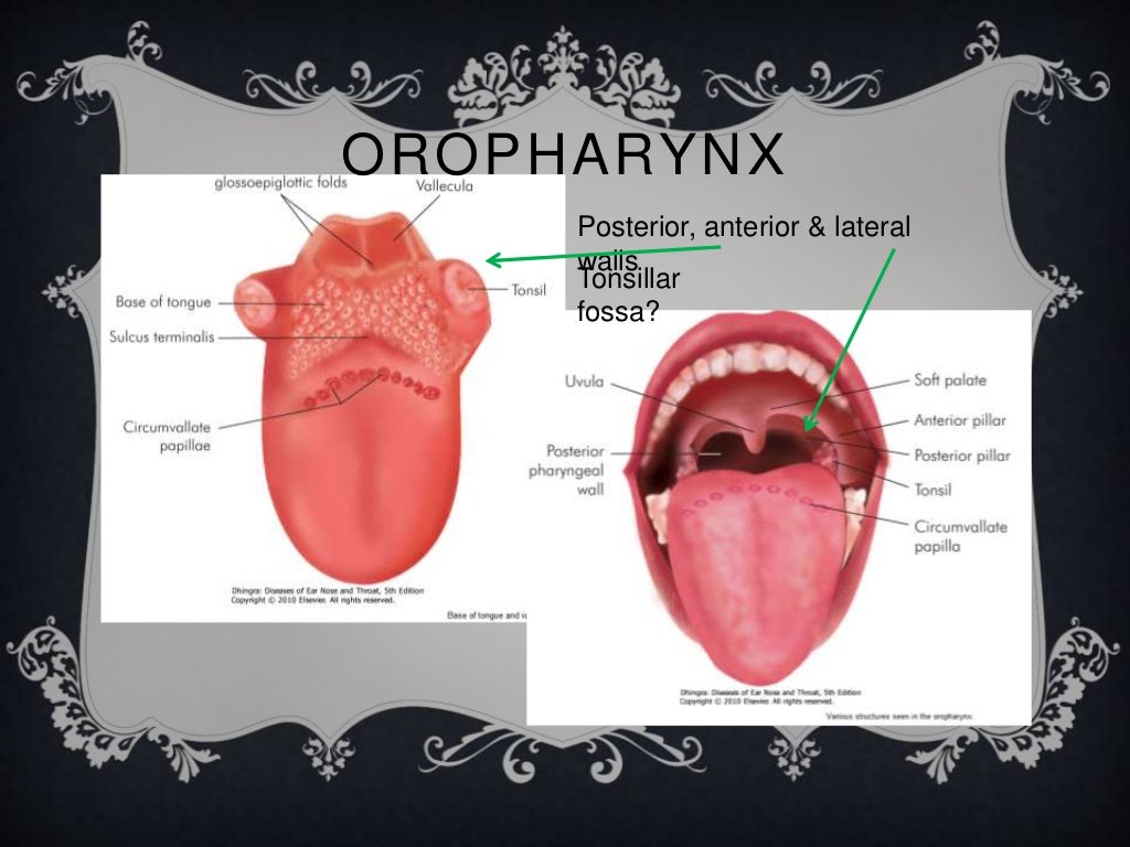 anatomy of oral cavity & pharynx
