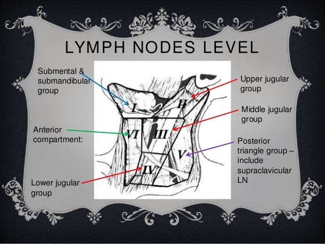 Jugular Lymph Nodes