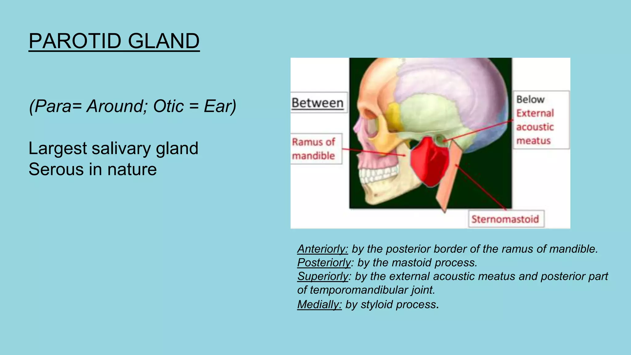 Parotid Gland ( Case and Basic Anatomy) | PPTX