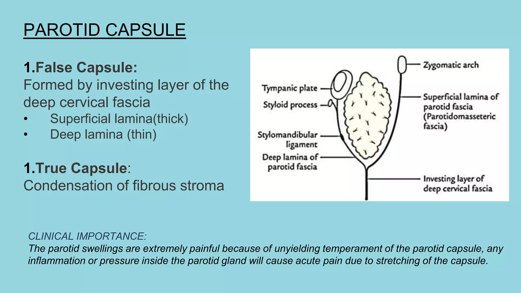 Parotid Gland ( Case and Basic Anatomy) | PPTX