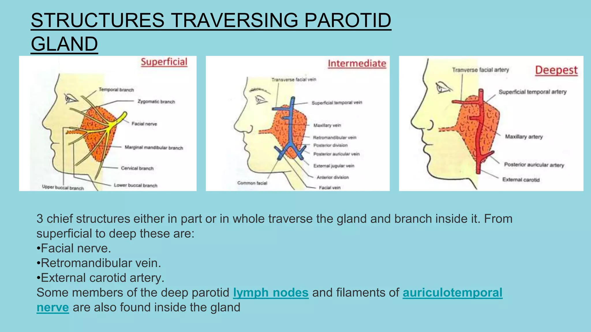 Parotid Gland ( Case and Basic Anatomy) | PPTX