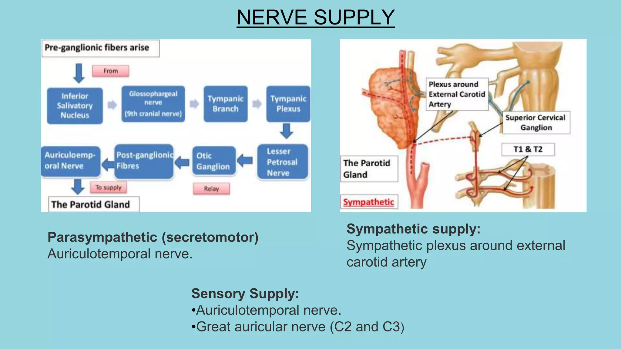 Parotid Gland ( Case and Basic Anatomy) | PPTX