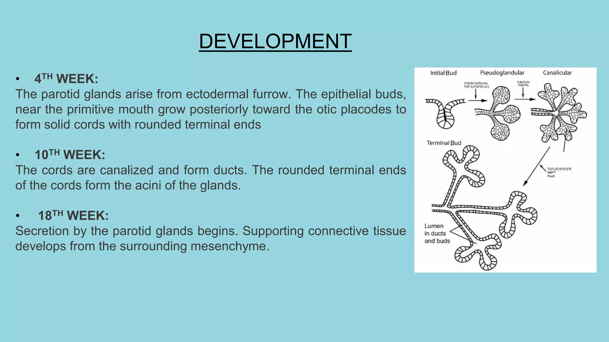 Parotid Gland ( Case and Basic Anatomy) | PPTX