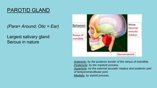 Parotid Gland ( Case and Basic Anatomy) | PPTX