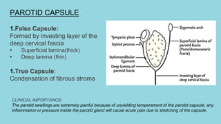 Parotid Gland ( Case and Basic Anatomy) | PPTX
