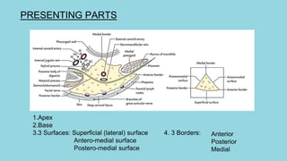 Parotid Gland ( Case and Basic Anatomy) | PPTX