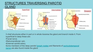 Parotid Gland ( Case and Basic Anatomy) | PPTX